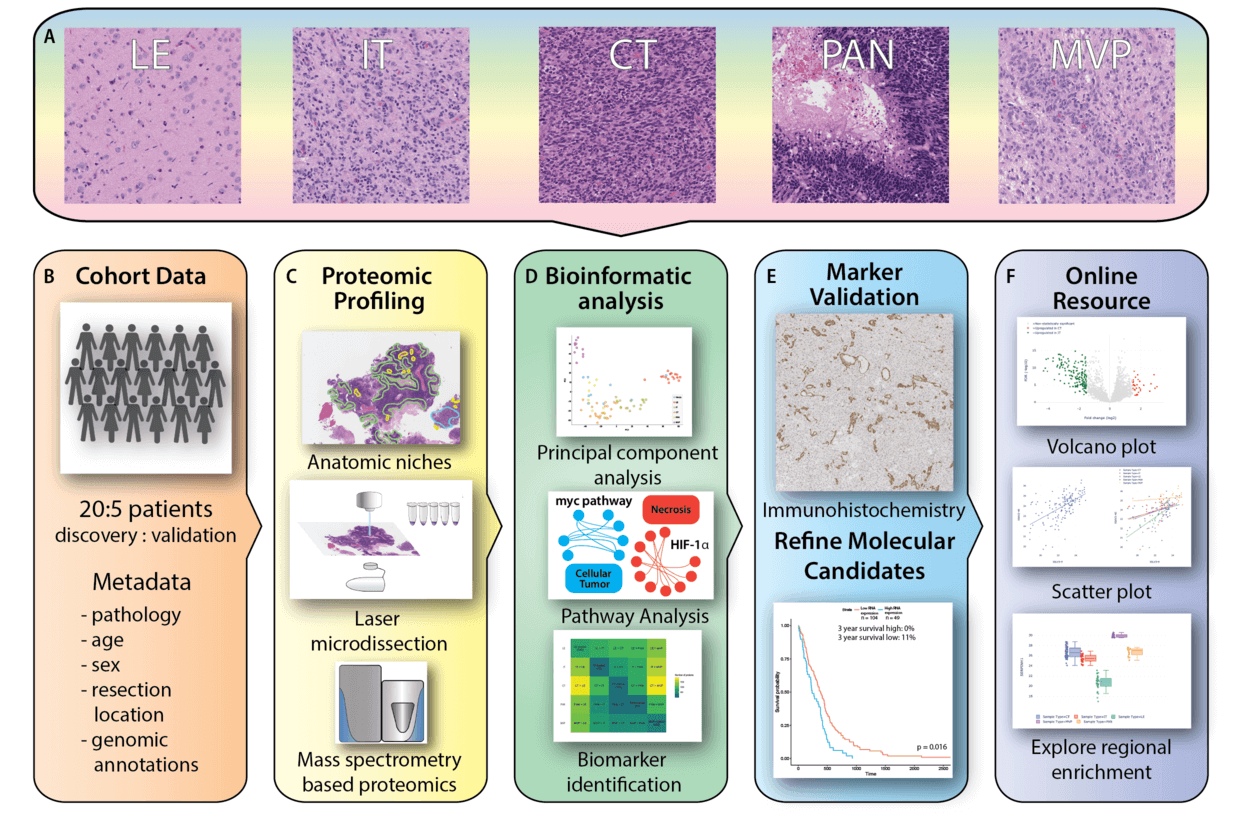 Brain Protein Atlas